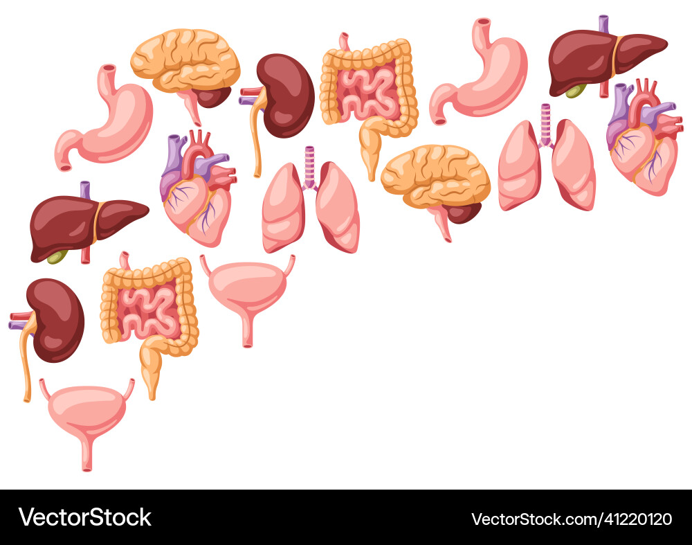 Background with internal organs human body Vector Image