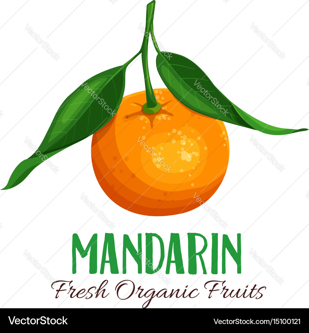 Mandarin Royalty Free Vector Image - VectorStock