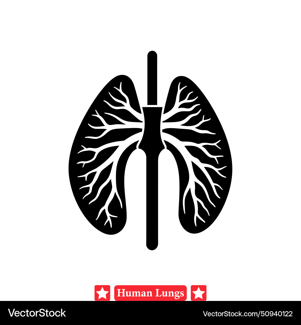 Precise of human lungs for medical projects Vector Image