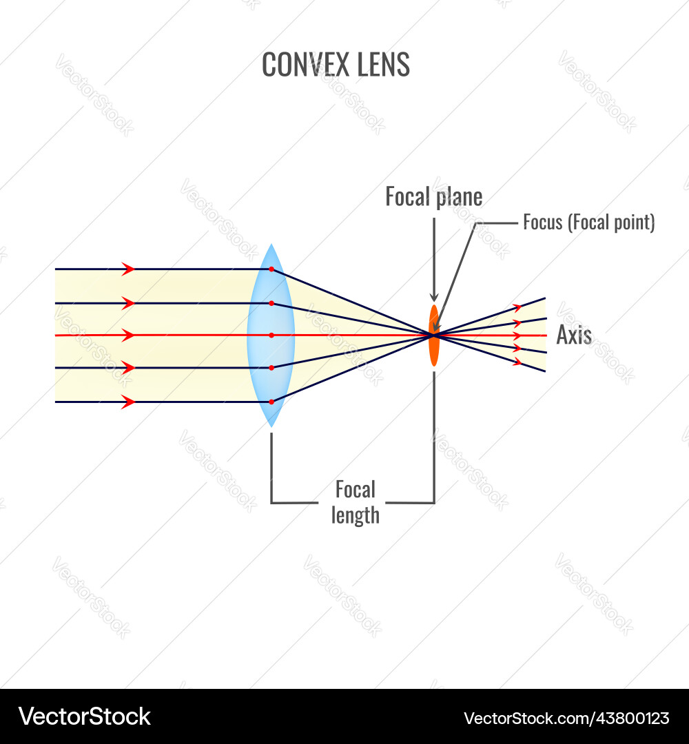 Convex lens diagrams Royalty Free Vector Image
