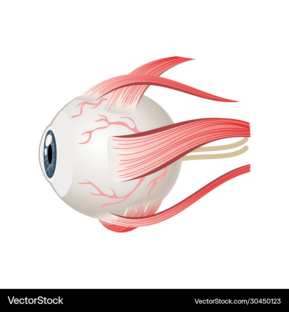 Eyeball muscles symbol eye anatomy in side view Vector Image