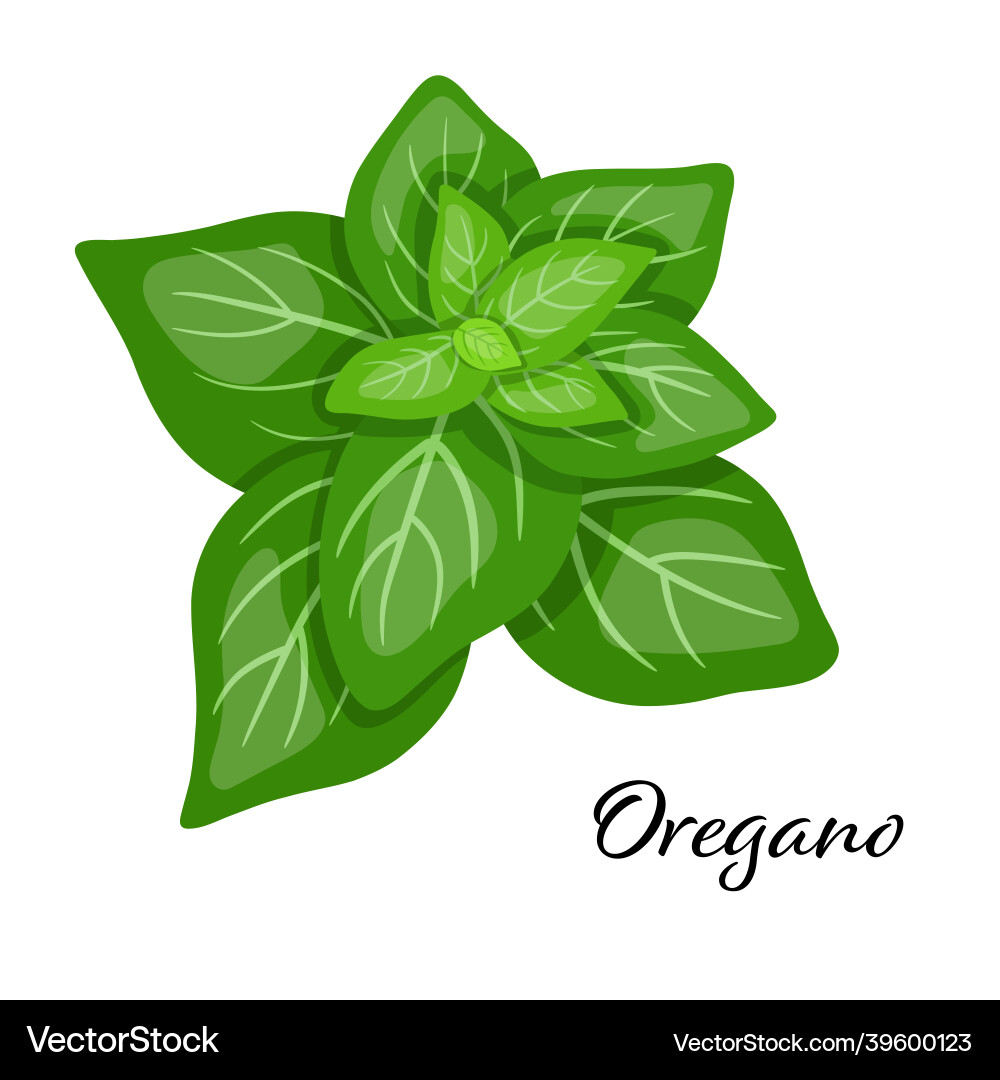 Green oregano leaves spice Royalty Free Vector Image