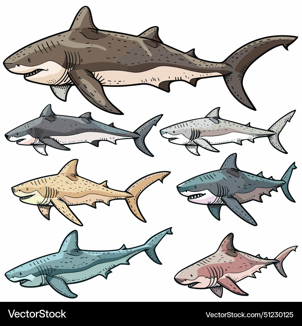 Collection various shark species Royalty Free Vector Image