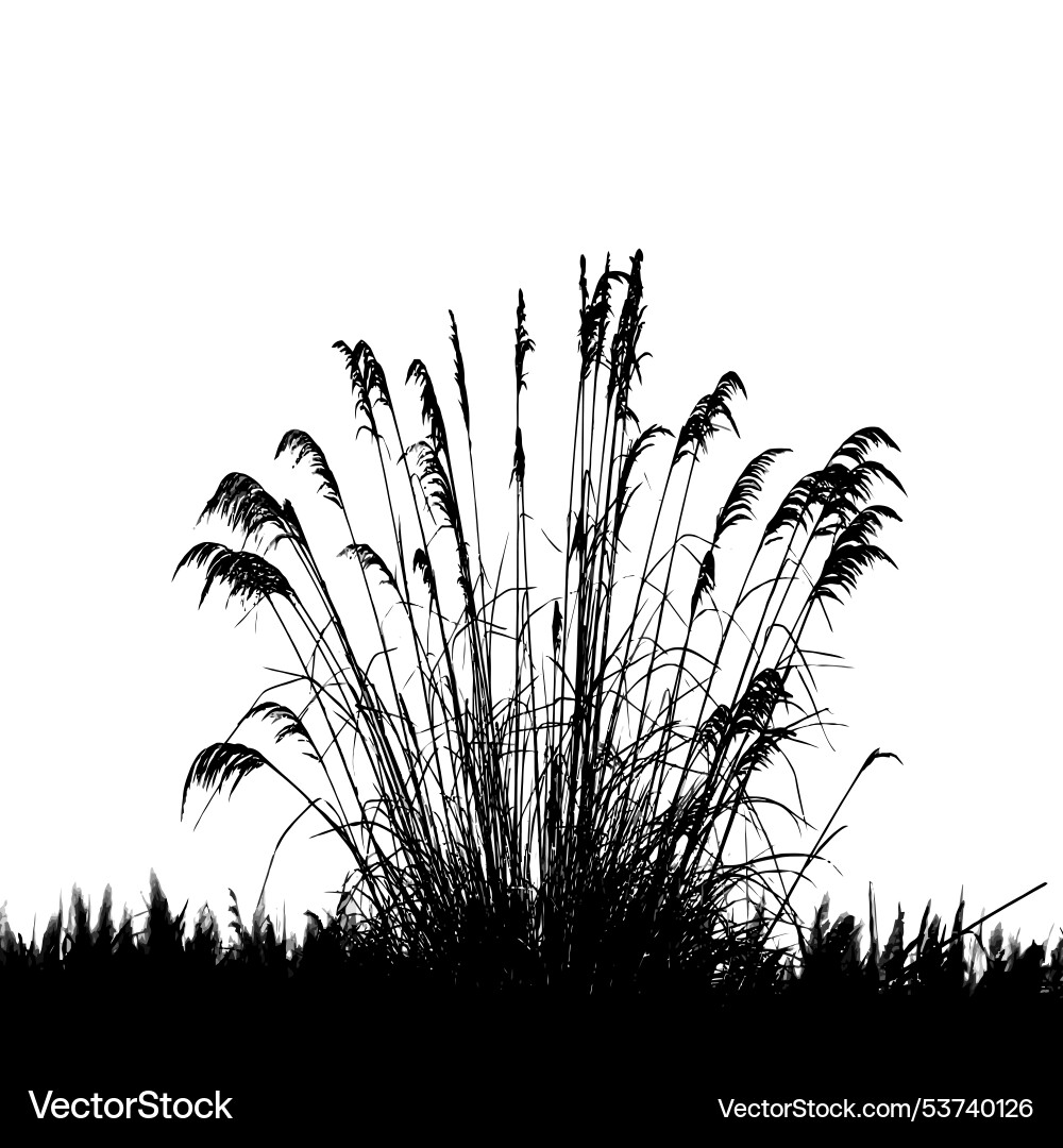 Reed or bulrush silhouette on a white background Vector Image