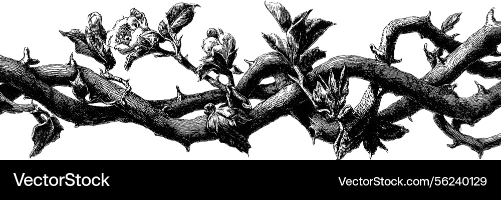 Engraved botanical vines with blossoms for nature Vector Image