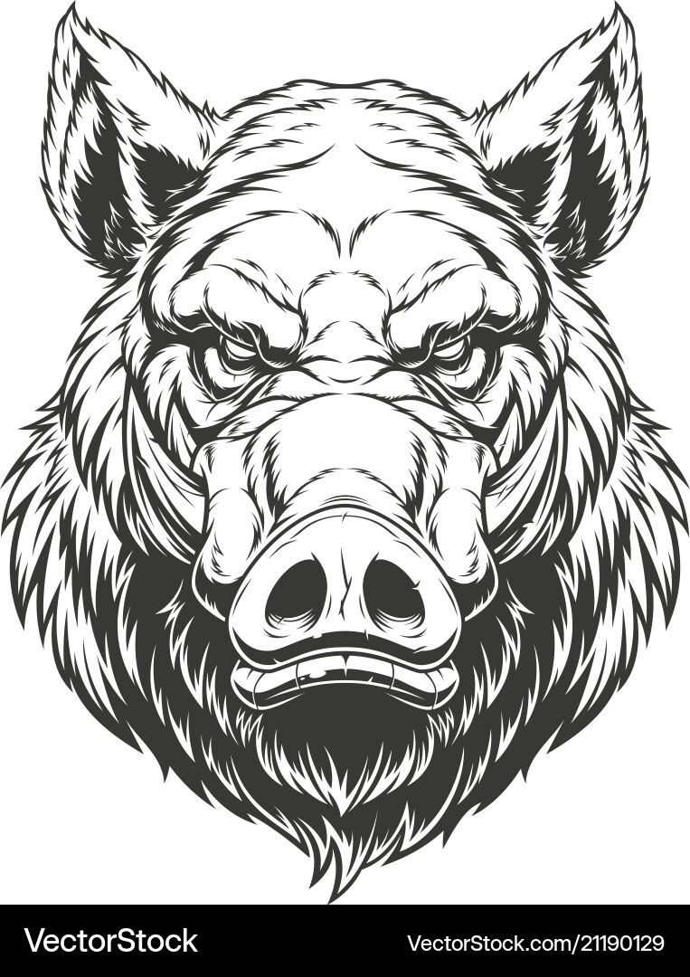 Head ferocious boar Royalty Free Vector Image - VectorStock