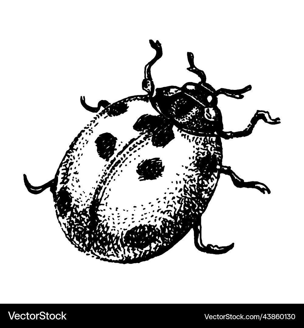 Hand-Drawn Ladybug Sketch Royalty Free Vector Image