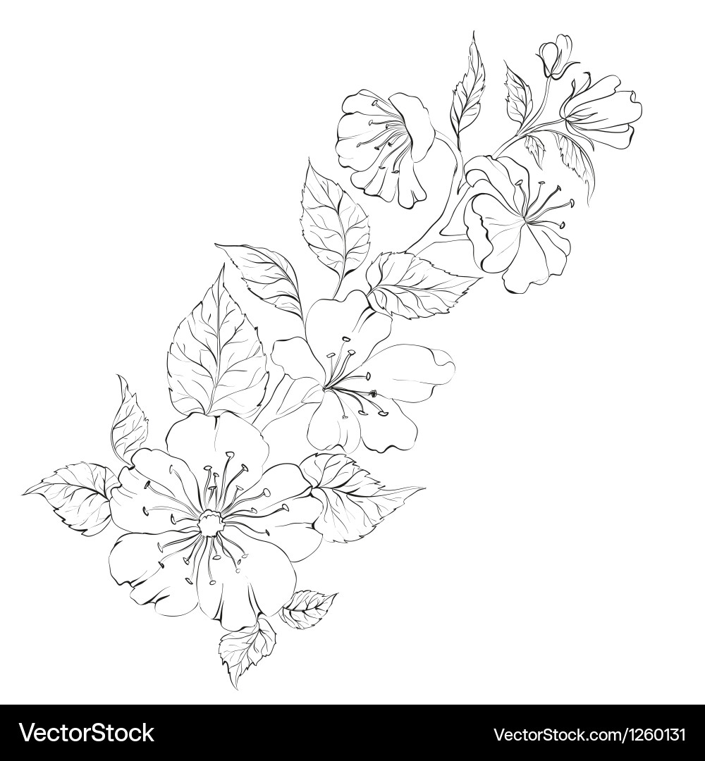 Sacura Royalty Free Vector Image - VectorStock