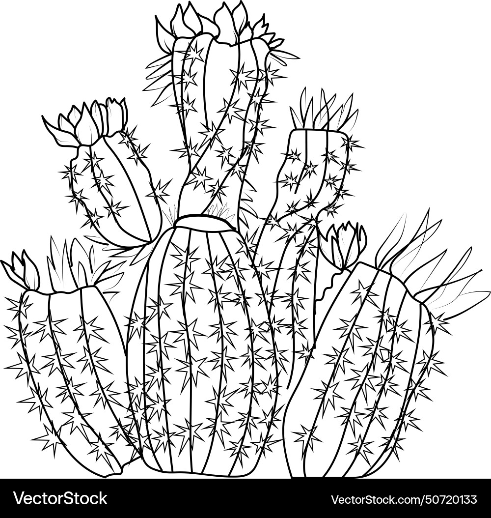 Cactus line art Royalty Free Vector Image - VectorStock