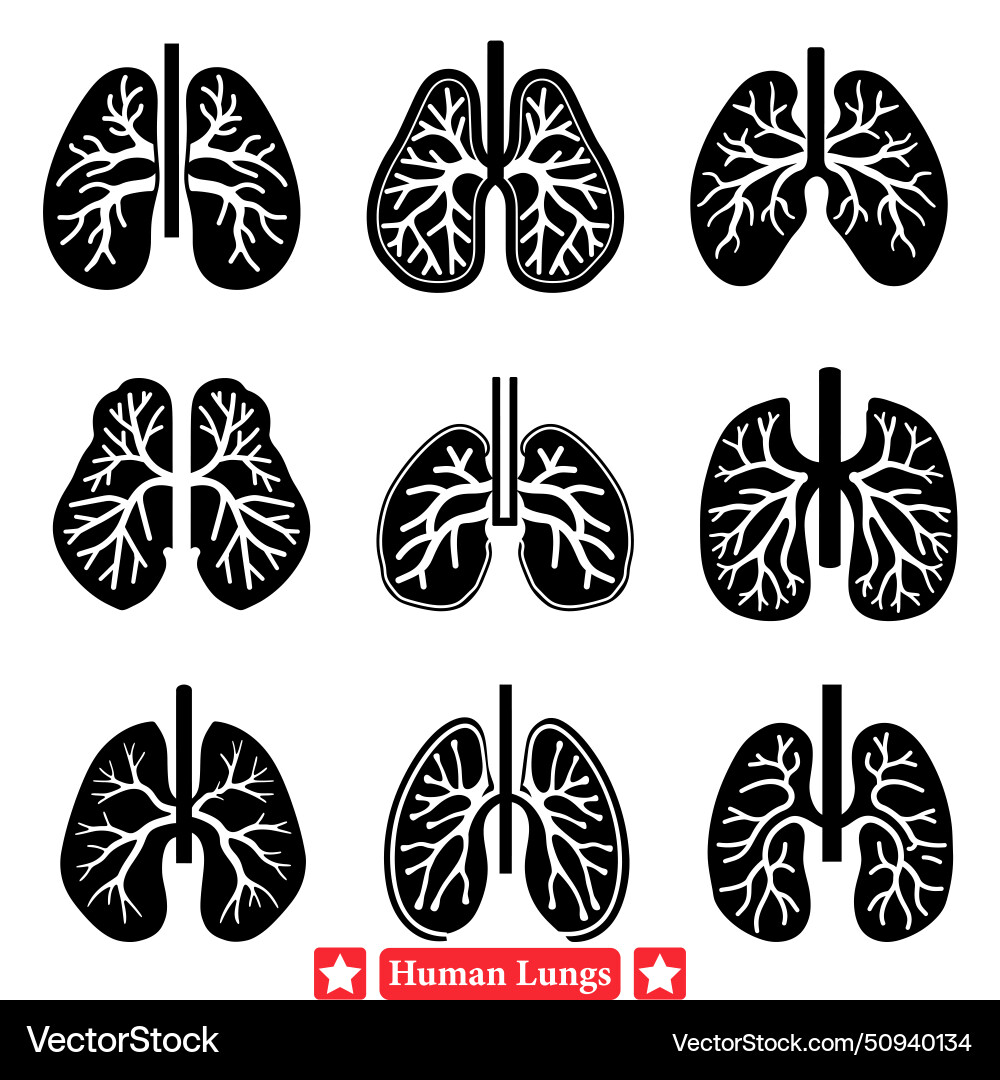 Professional grade human lung diagrams ideal for Vector Image