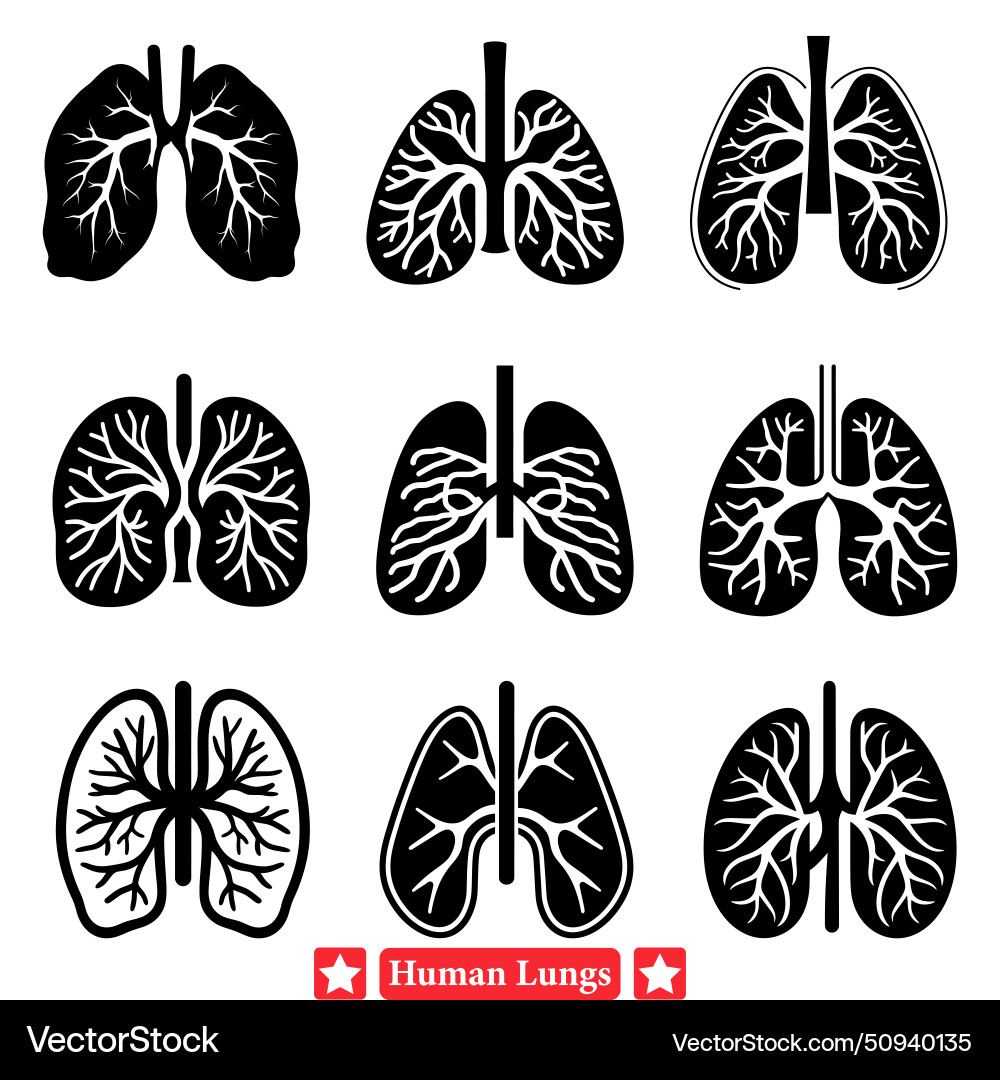Comprehensive set of human lungs perfect Vector Image