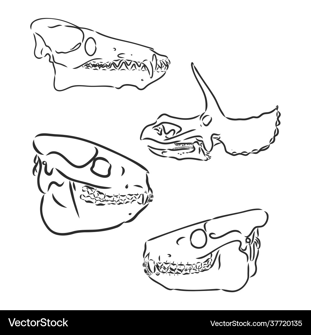 Dinosaur skull drawing skeleton Royalty Free Vector Image