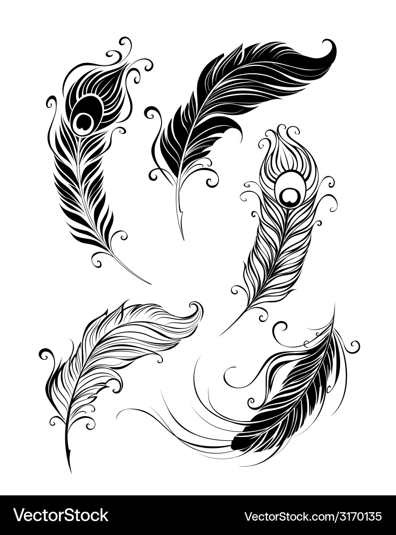 Set of feathers Royalty Free Vector Image - VectorStock