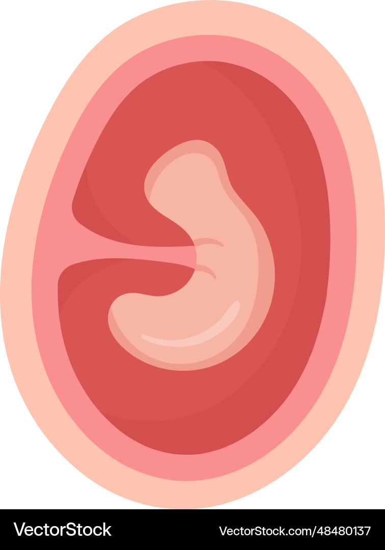 1 month human embryo inside womb Royalty Free Vector Image