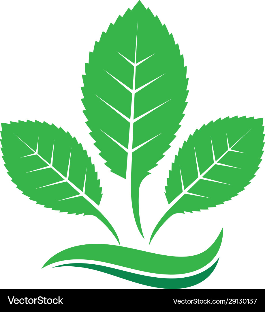 Mint leaf template Royalty Free Vector Image - VectorStock