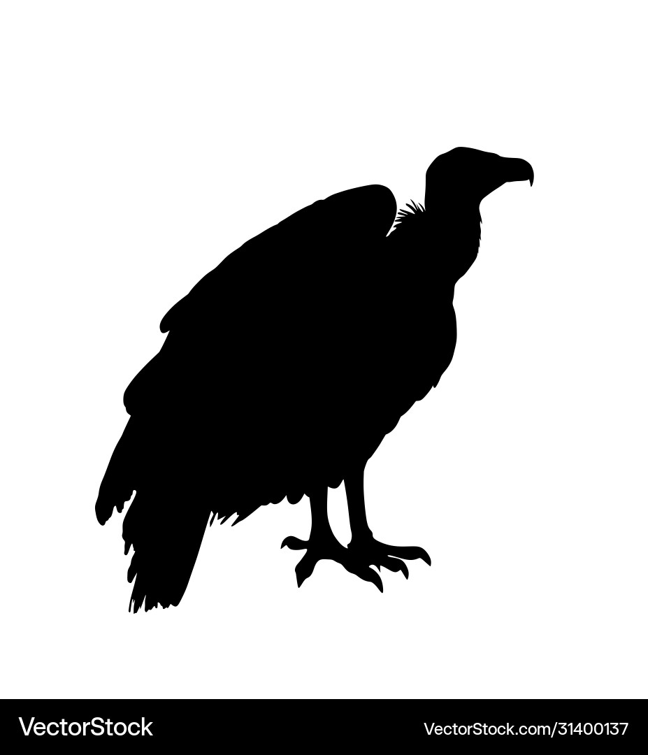 Vulture Silhouette isoliert Lizenzfreies Vektorbild