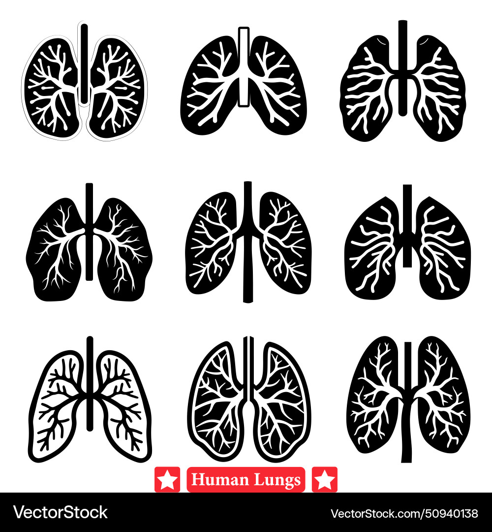 Human lung anatomy silhouettes perfect Royalty Free Vector