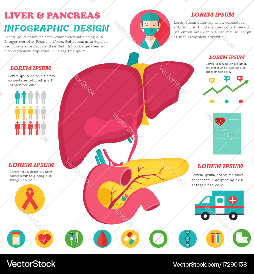 Infographic poster with pancreas Royalty Free Vector Image