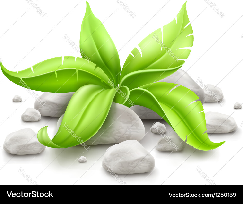 Plant with green leaves Royalty Free Vector Image
