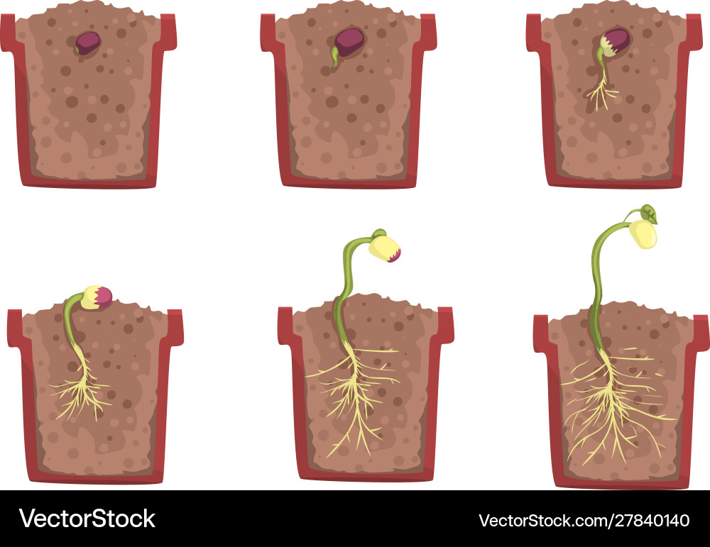 Process Of Bean Germination 148+ Thousand Bean Growth Royalty Free