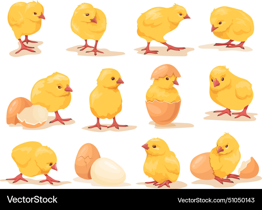 Cartoon hatched chicks hatching chick with little Vector Image