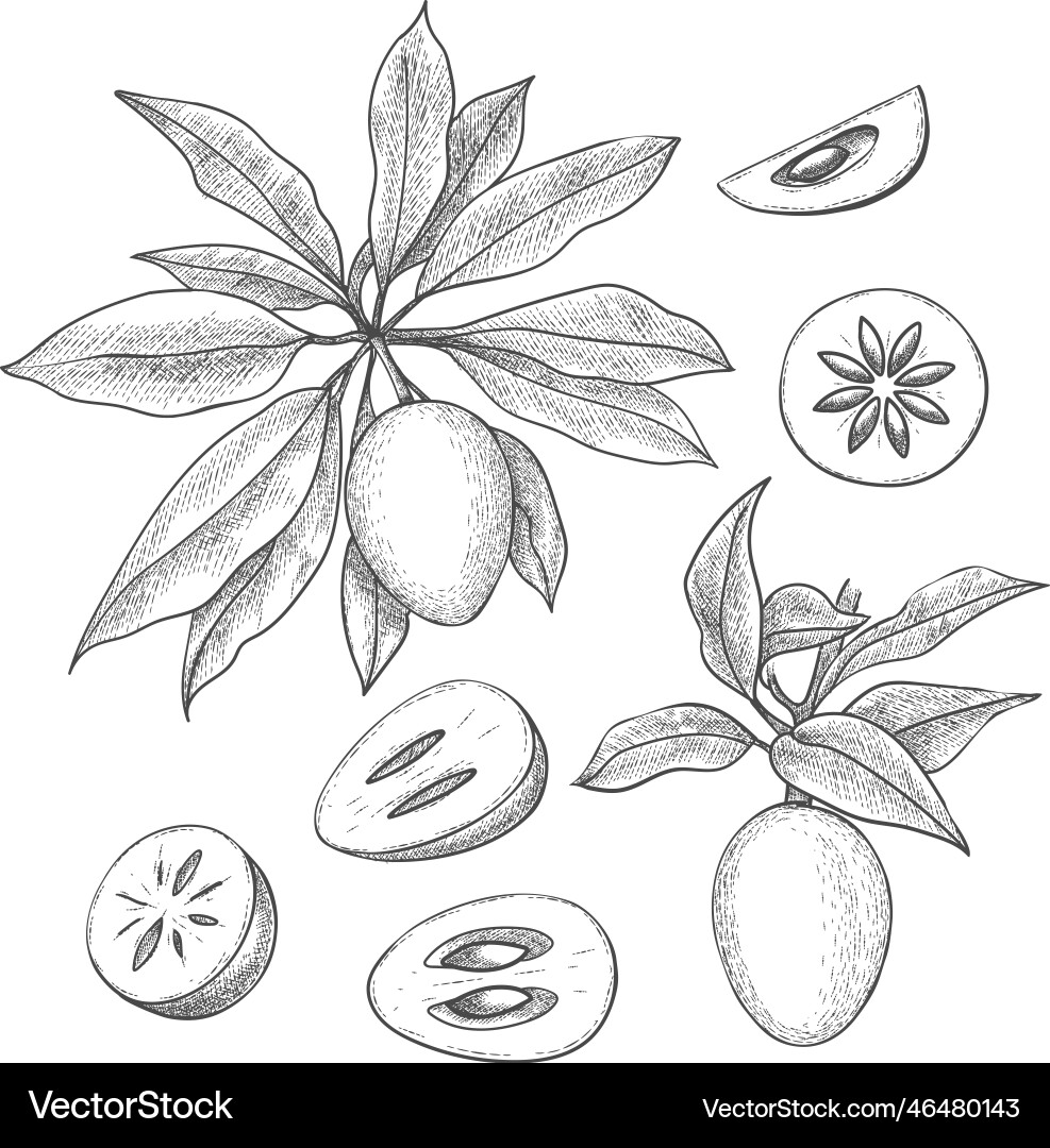 Hand drawn sapodilla Royalty Free Vector Image