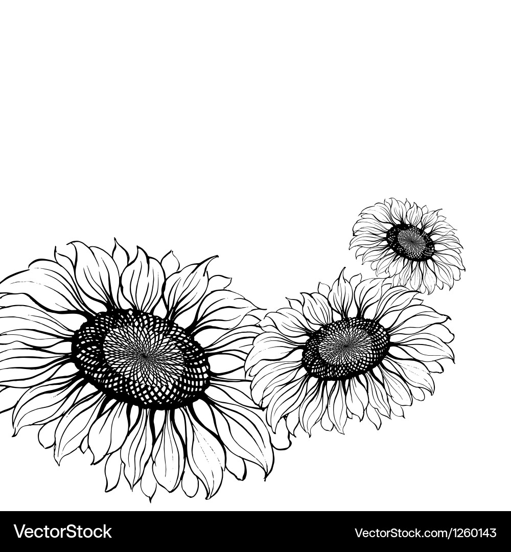 Sunflower Royalty Free Vector Image - VectorStock