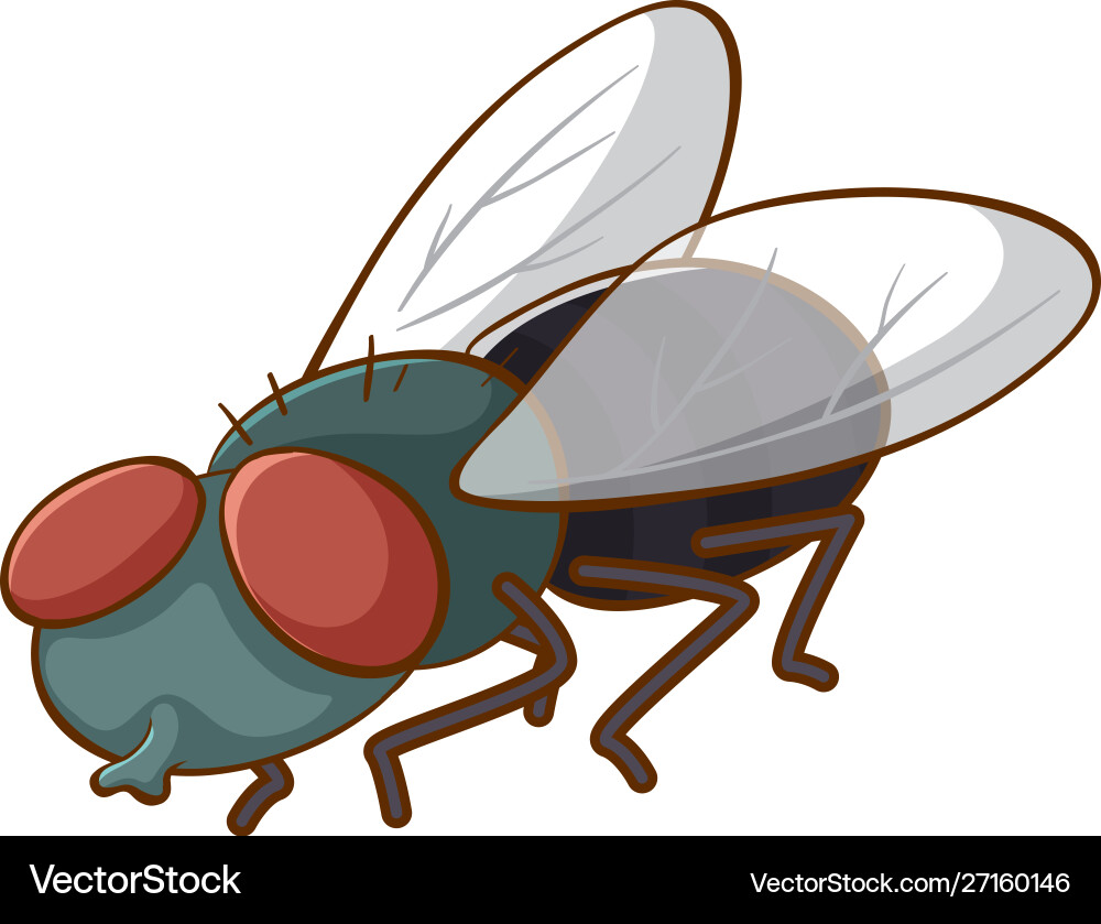 Fly on white background Royalty Free Vector Image