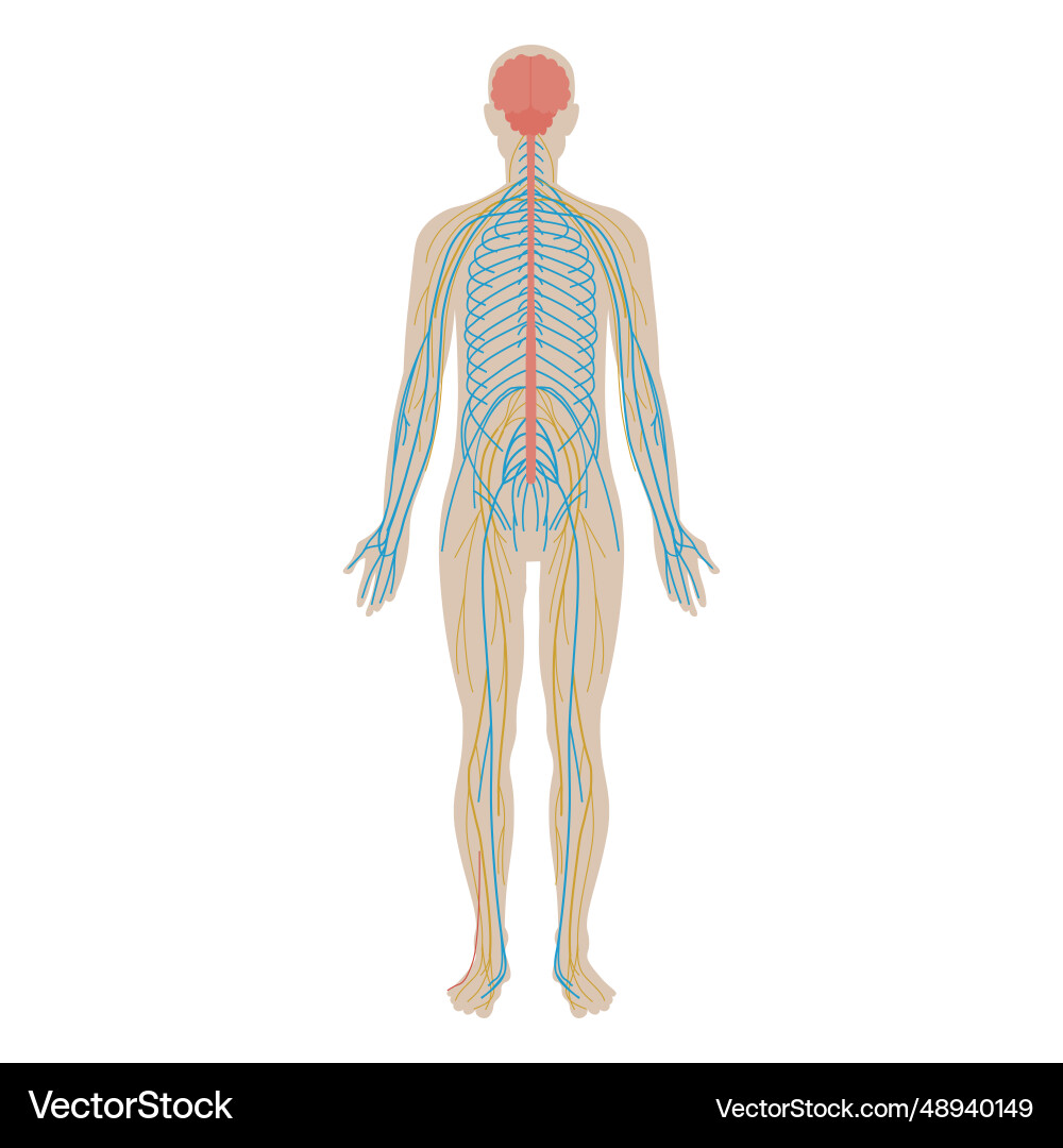Nervous system flat anatomy diagram Royalty Free Vector