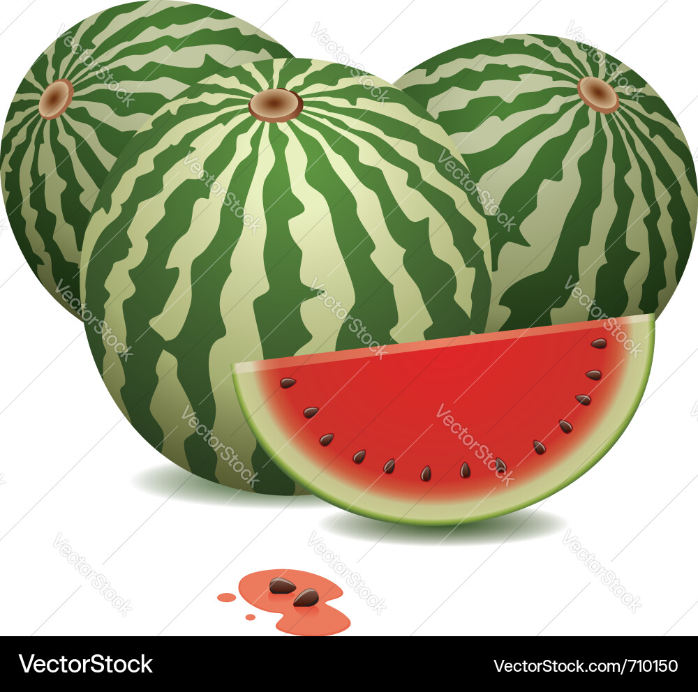 Watermelons Royalty Free Vector Image - VectorStock