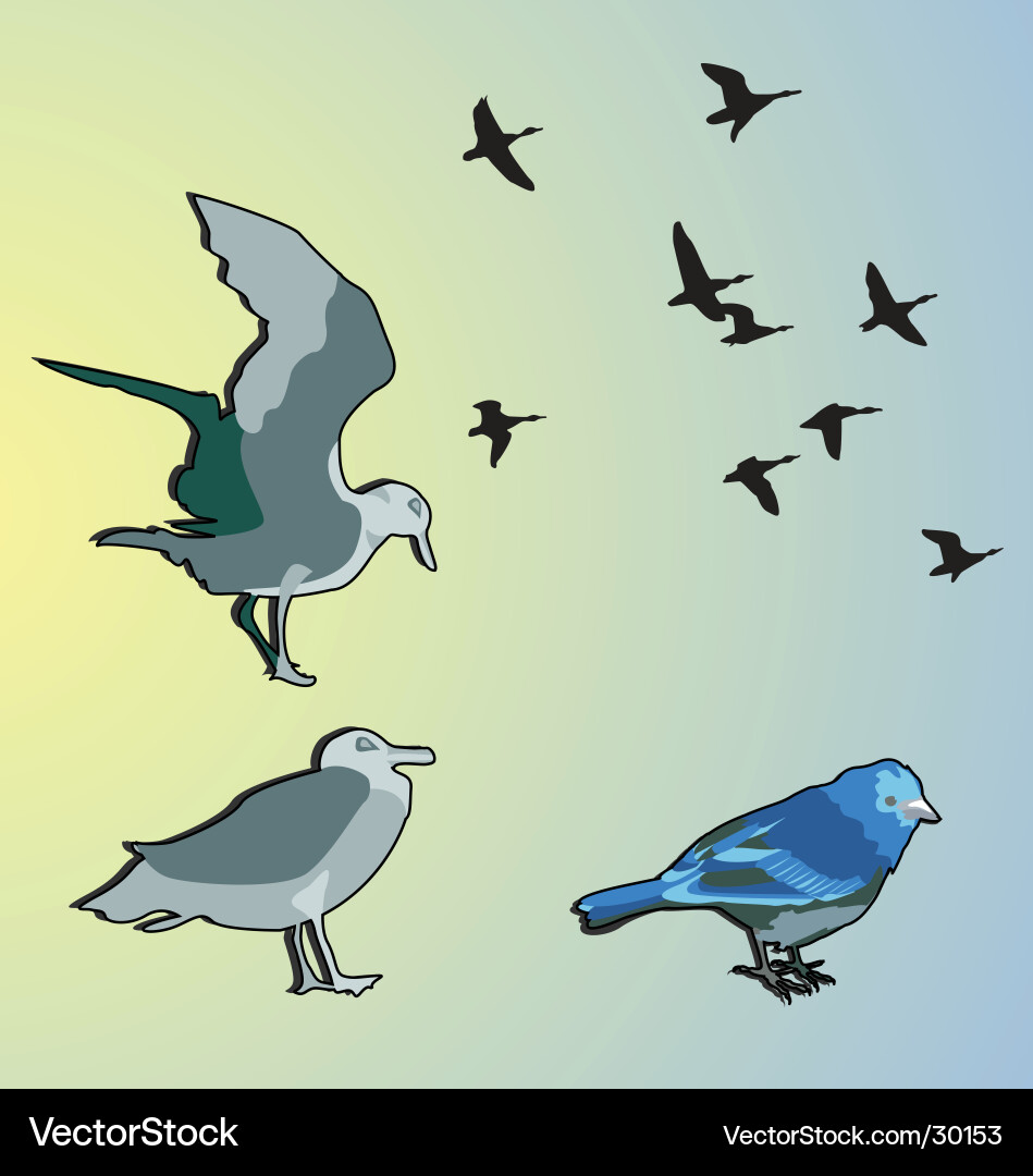 Birds Royalty Free Vector Image - VectorStock