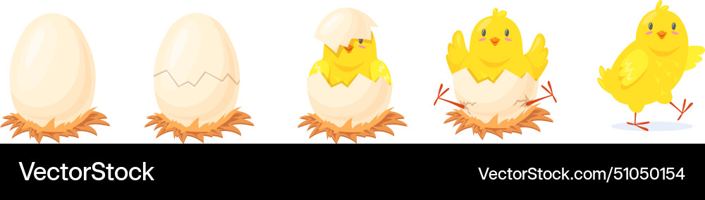 Chicken hatching stages yellow chick hatch from Vector Image