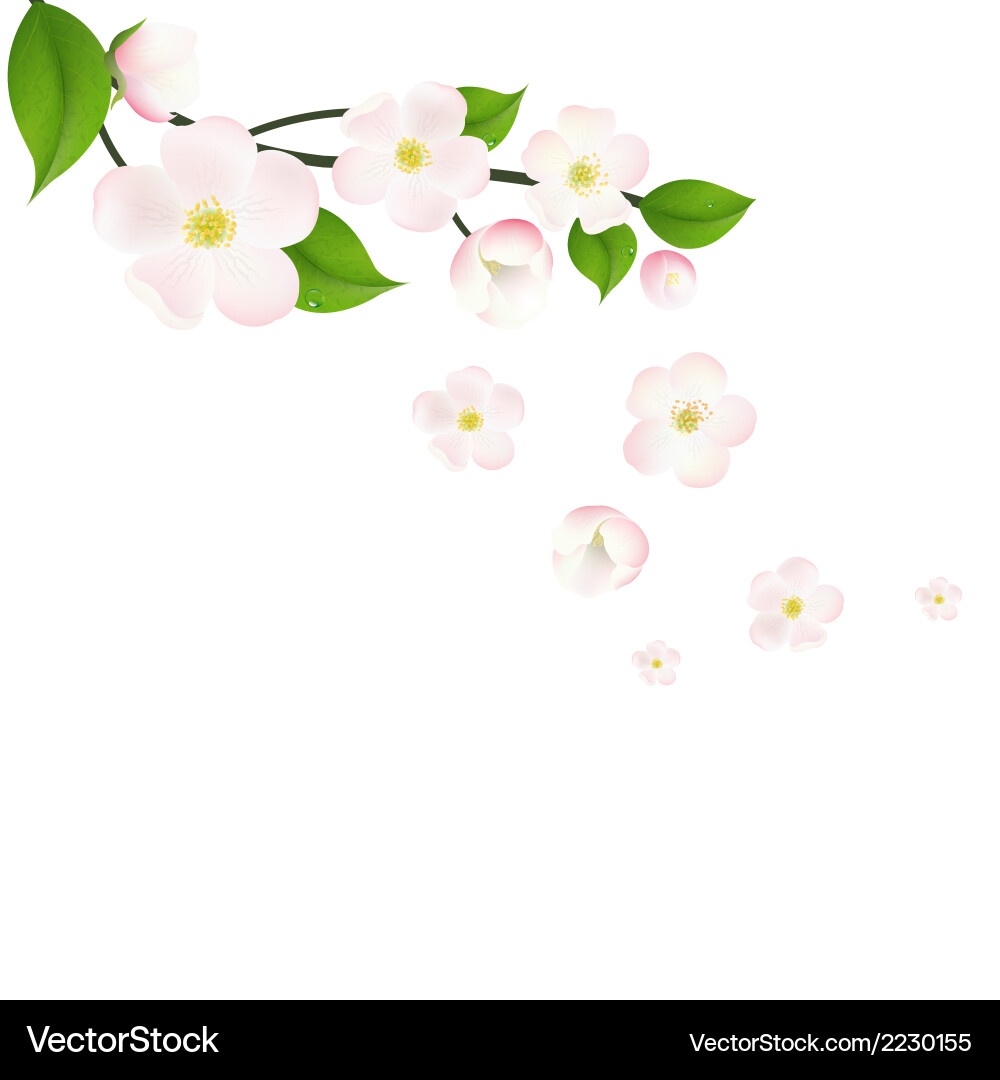 Pink apple tree flowers border Royalty Free Vector Image