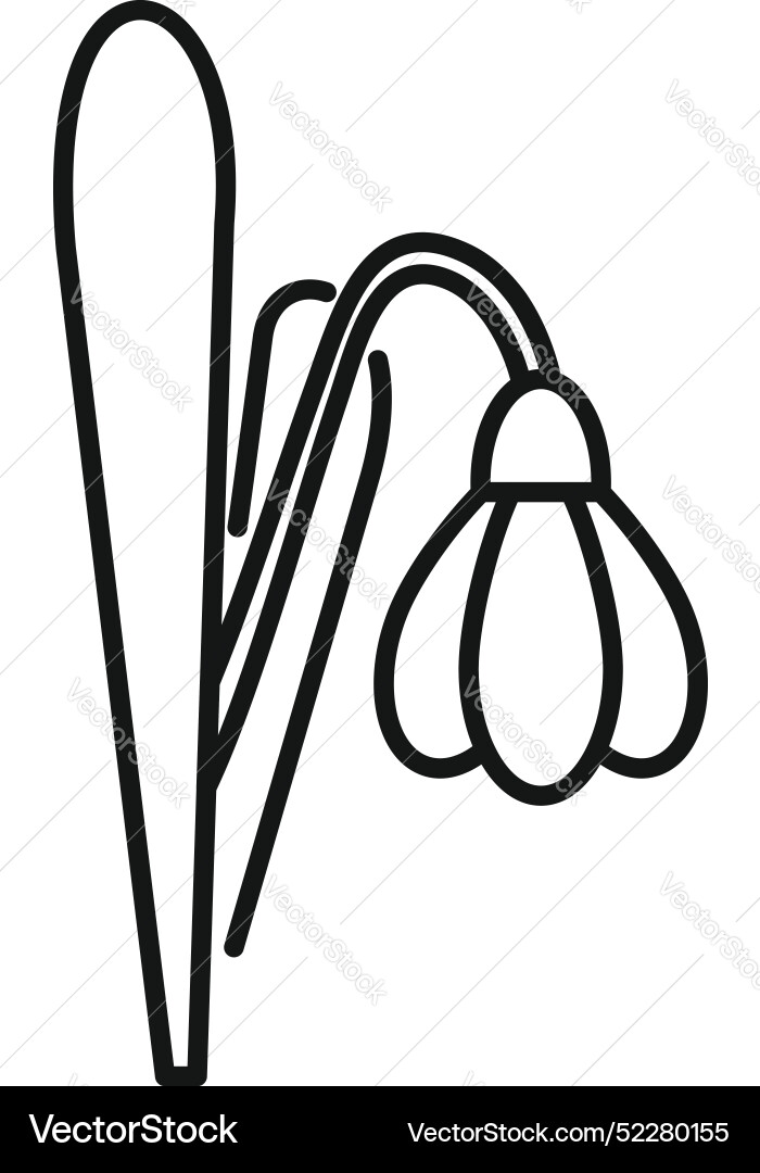 Snowdrop flower growing with stem and leaf Vector Image