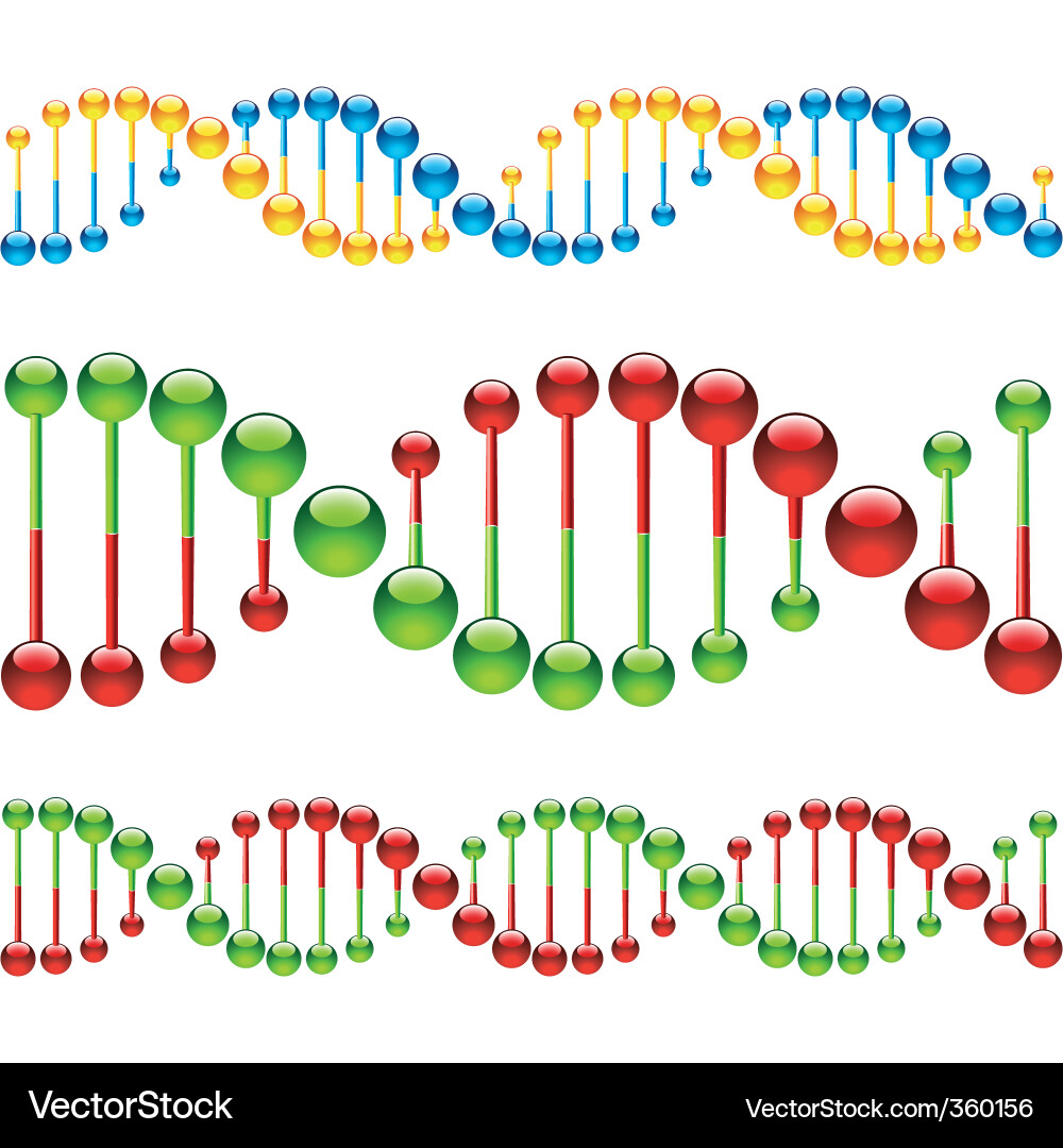 Dna strands Royalty Free Vector Image - VectorStock