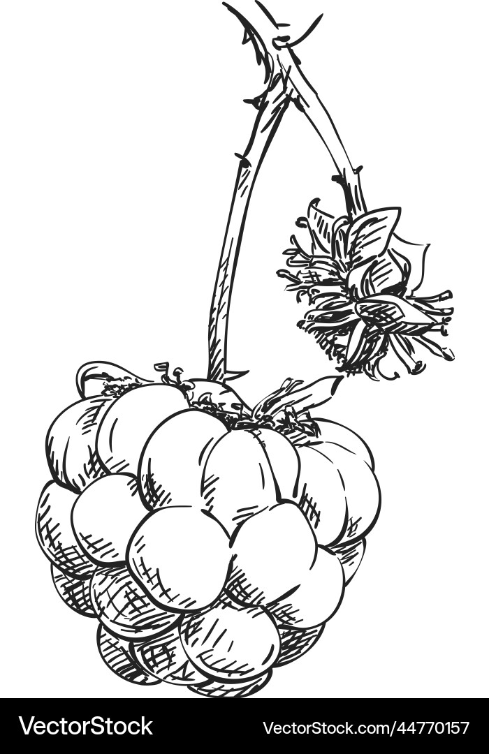 Raspberry Royalty Free Vector Image - VectorStock