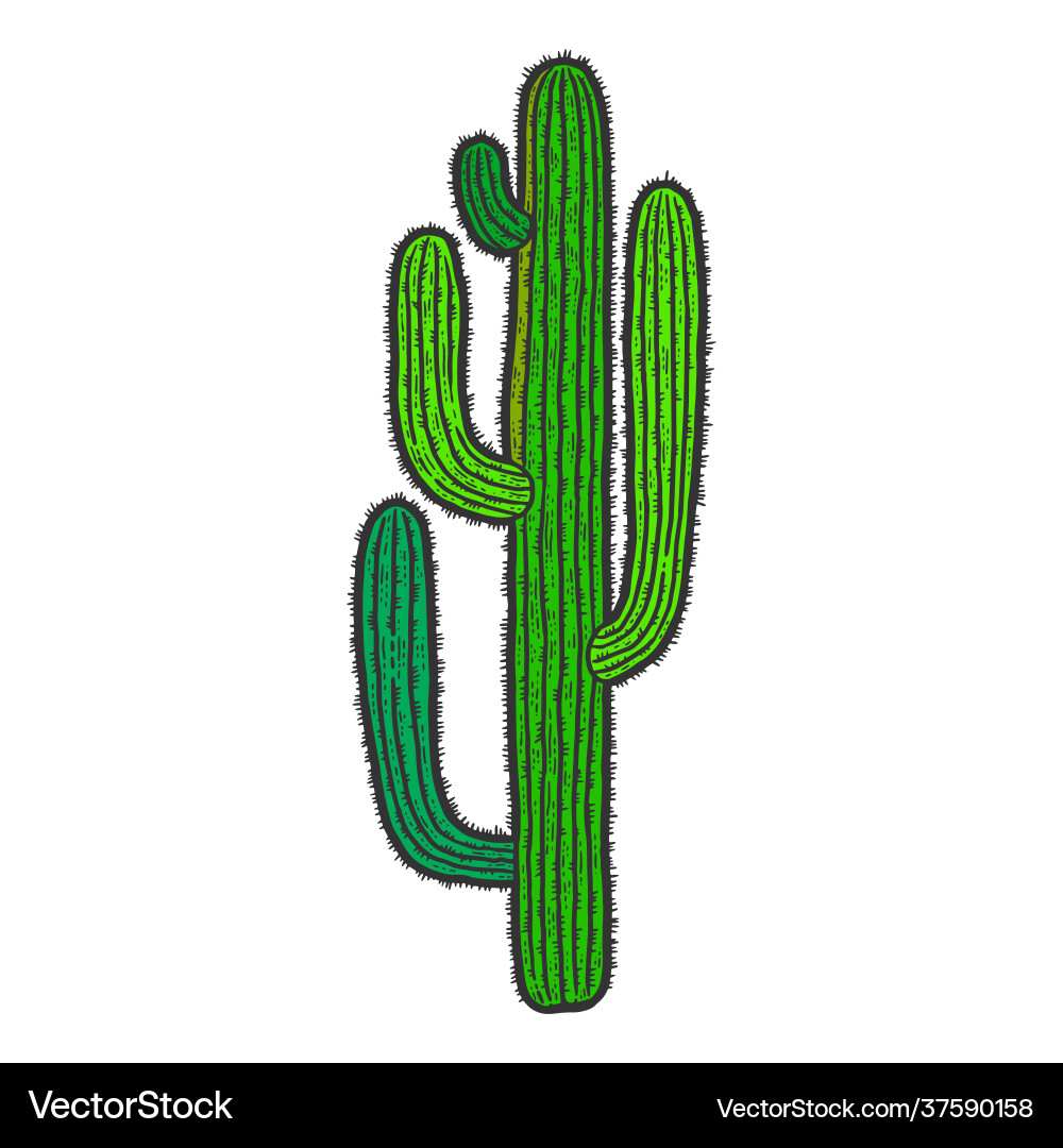 Cactus plant isolated sketch scratch board Vector Image