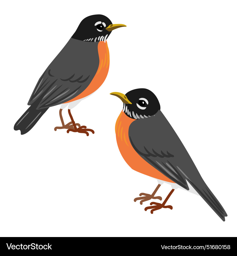 Drawing birds american robin Royalty Free Vector Image