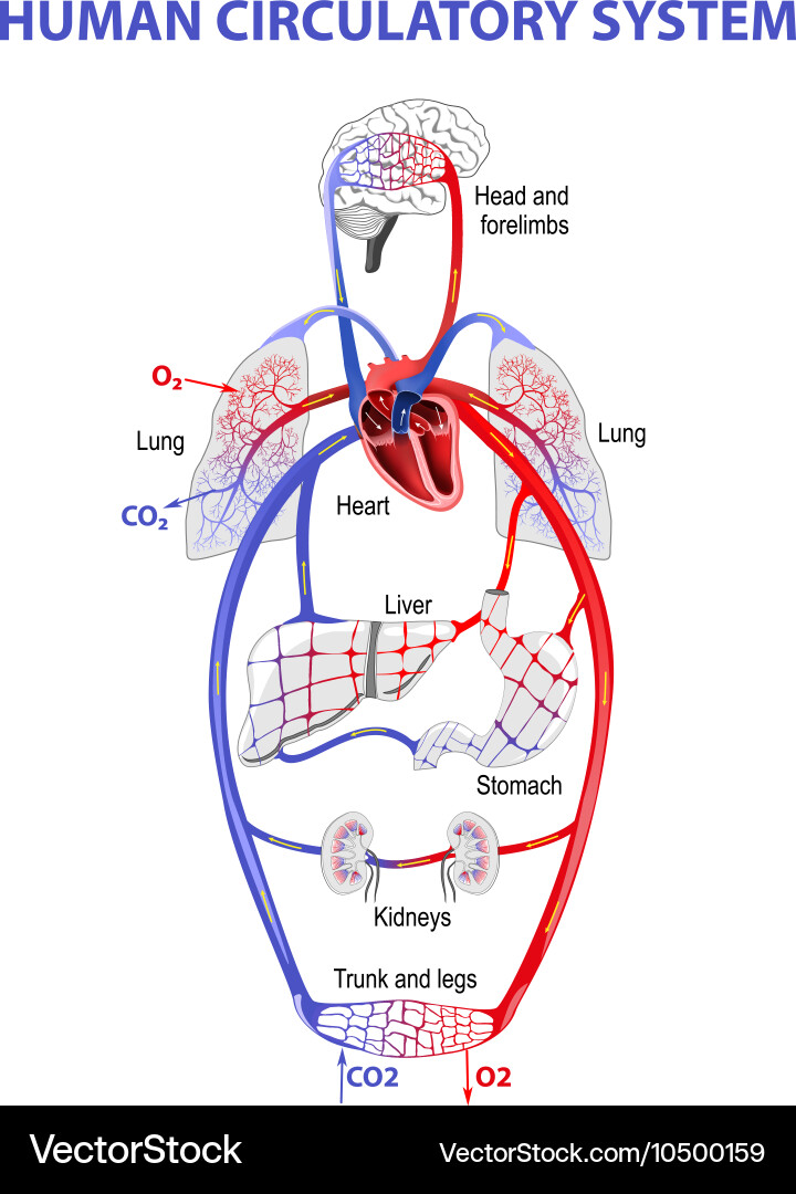 Pulmonary and Systemic Circulation Vector Images (over 240)