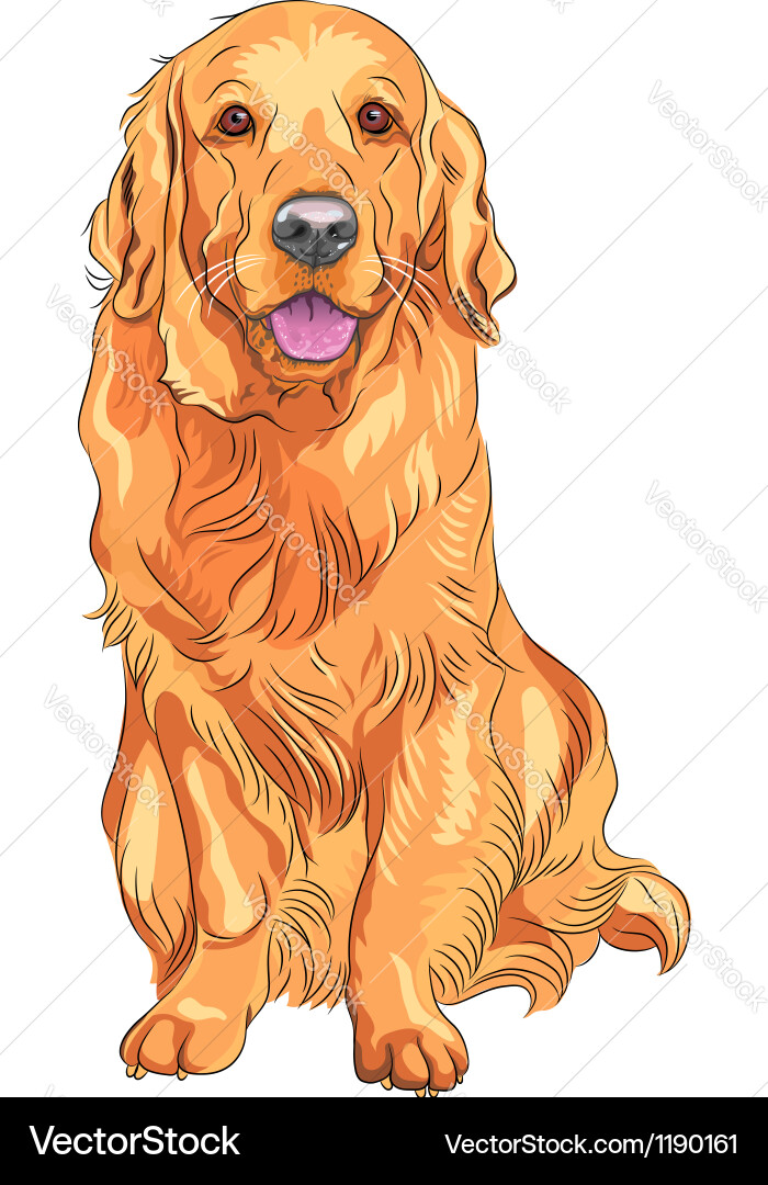 Smiling Golden Retriever Royalty Free Vector Image