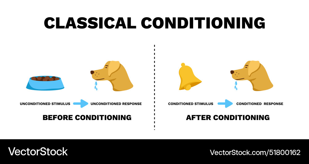Classical conditioning experimental study Vector Image