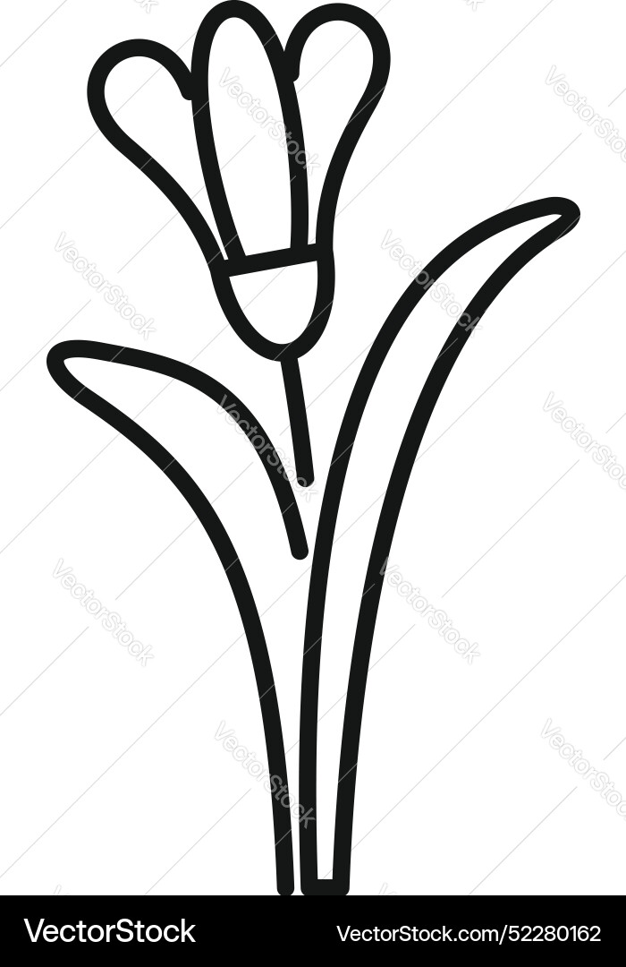 Crocus flower growing with leaves line icon Vector Image