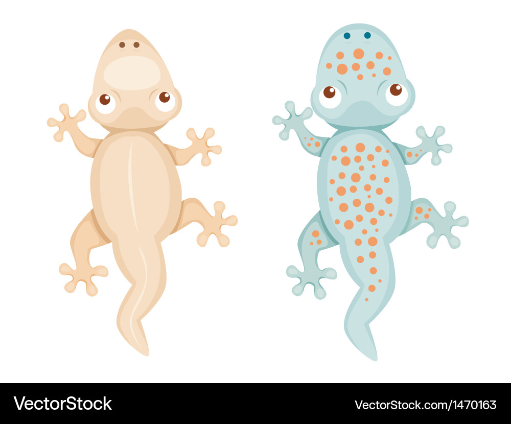 Gecko Royalty Free Vector Image - VectorStock