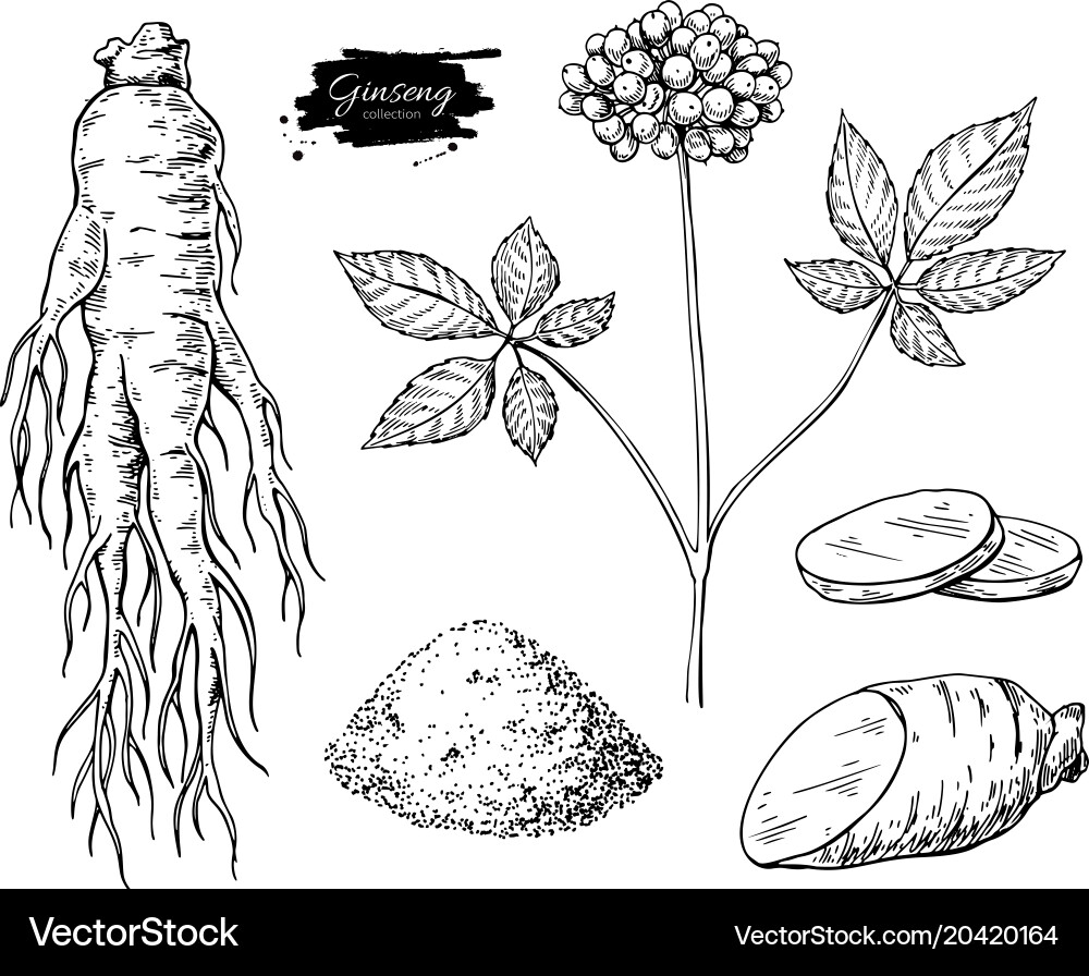 Ginseng drawing medical plant sketch Royalty Free Vector