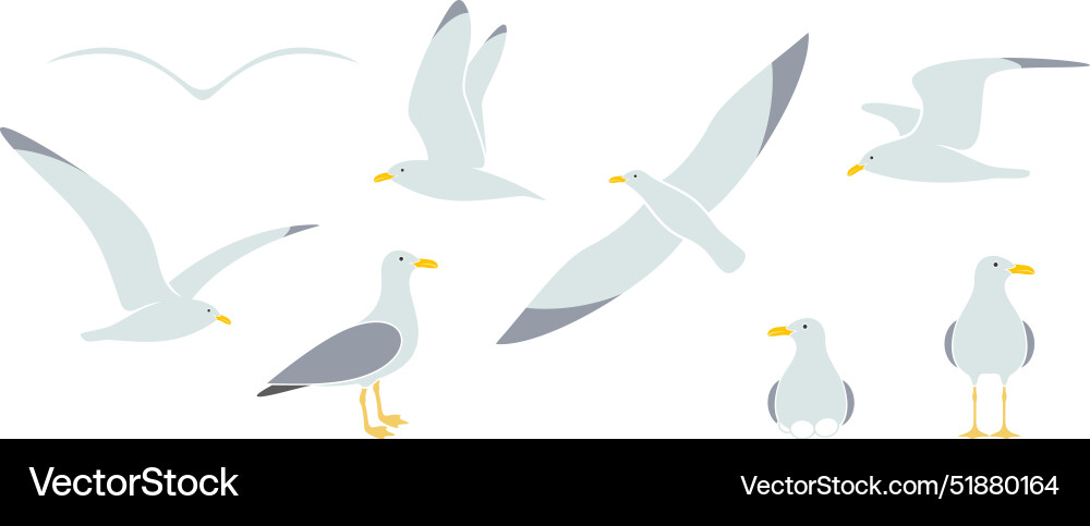 Seagull Royalty Free Vector Image - VectorStock