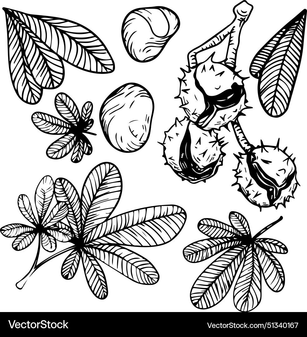Graphic contour set with horse chestnut Royalty Free Vector