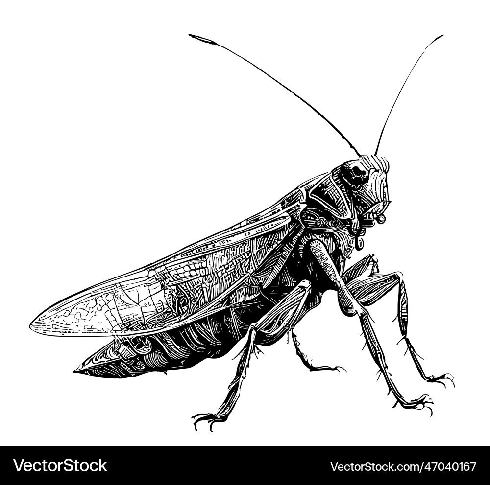 Grasshopper insect hand drawn sketch Royalty Free Vector