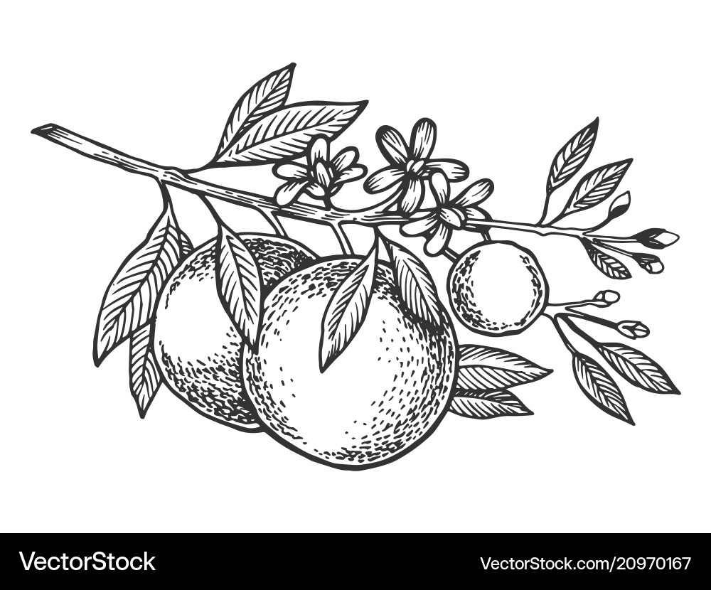 Orange tree branch engraving Royalty Free Vector Image