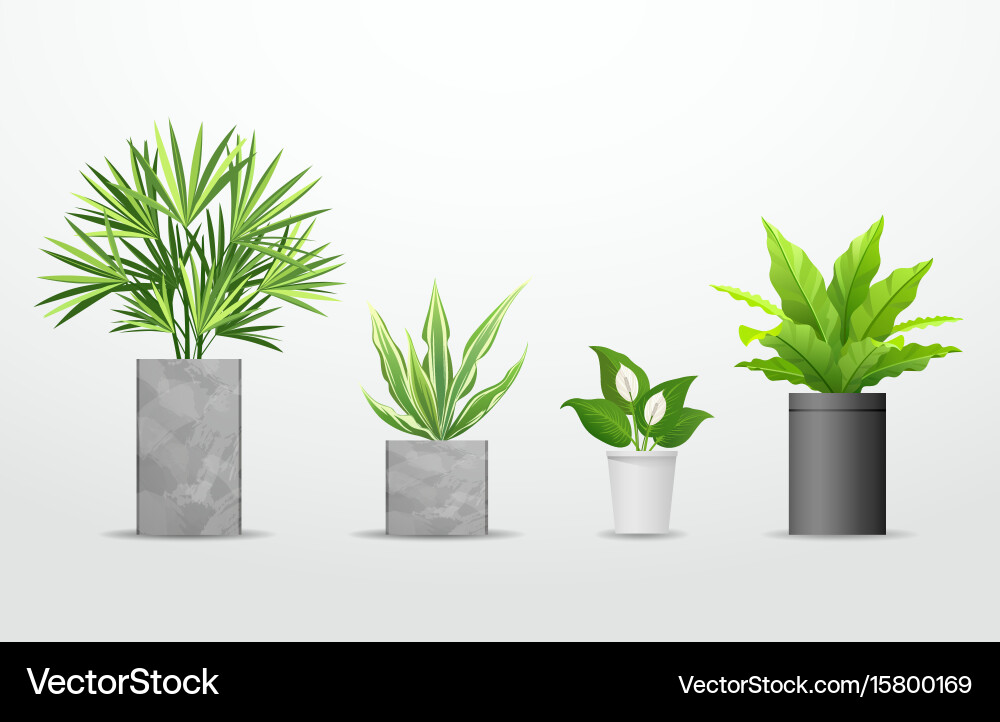 Tropical tree in cement pots collections Vector Image