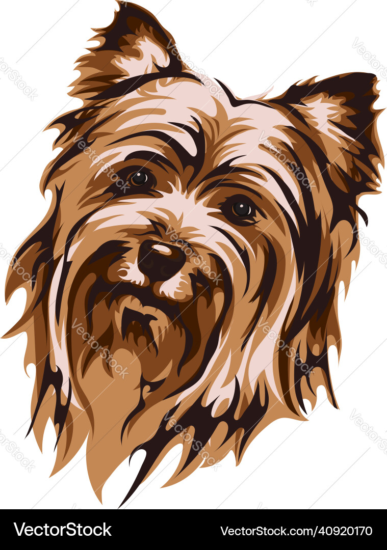 Yorkshire terrier Royalty Free Vector Image - VectorStock